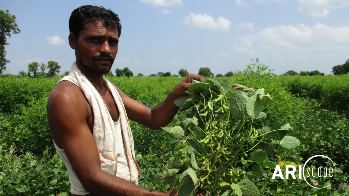 The kernel of doubt: The story of genetically modified Bt cotton in ...