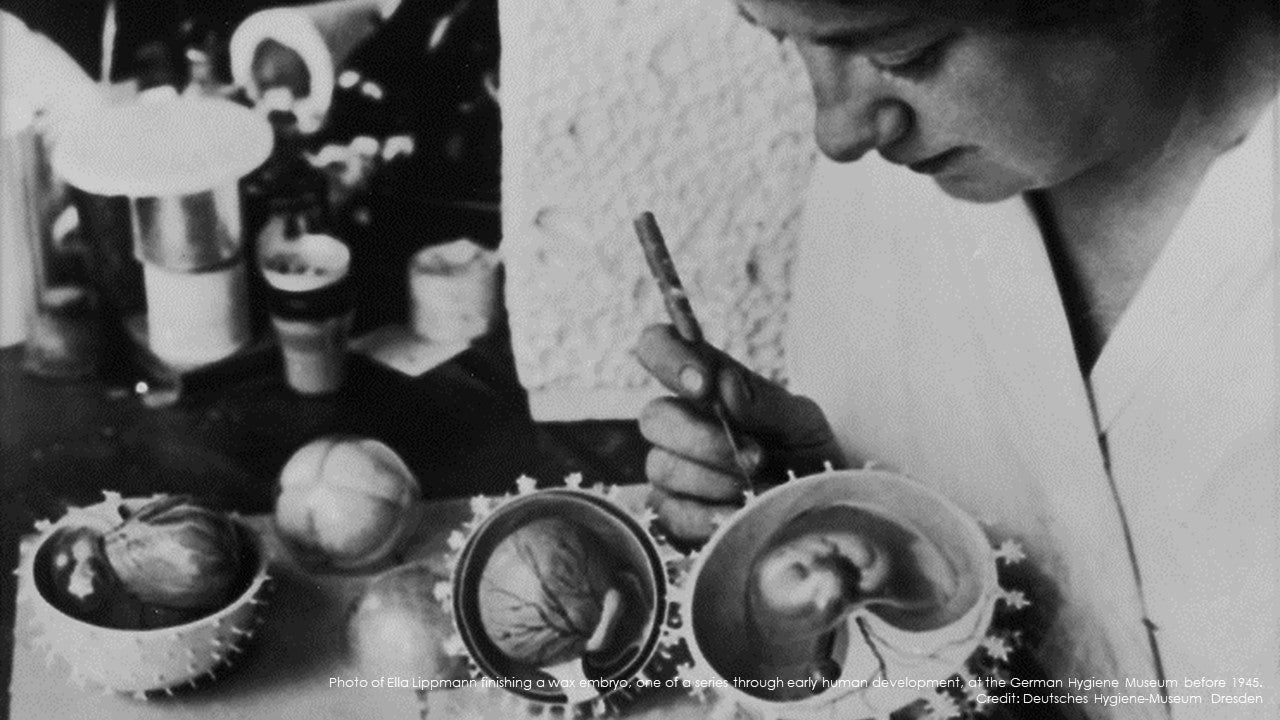 The Embryo Series: Imaging Human Development before Birth | Nick ...